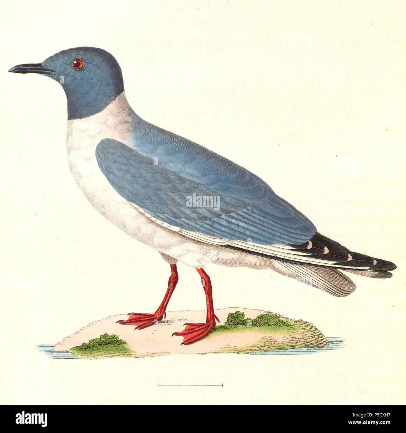 Bonaparte gull hi-res stock photography and images - Alamy