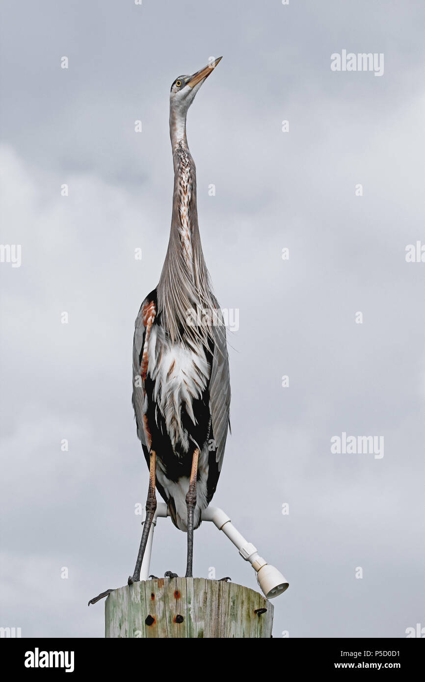 Heron Like Bird High Resolution Stock Photography and Images - Alamy