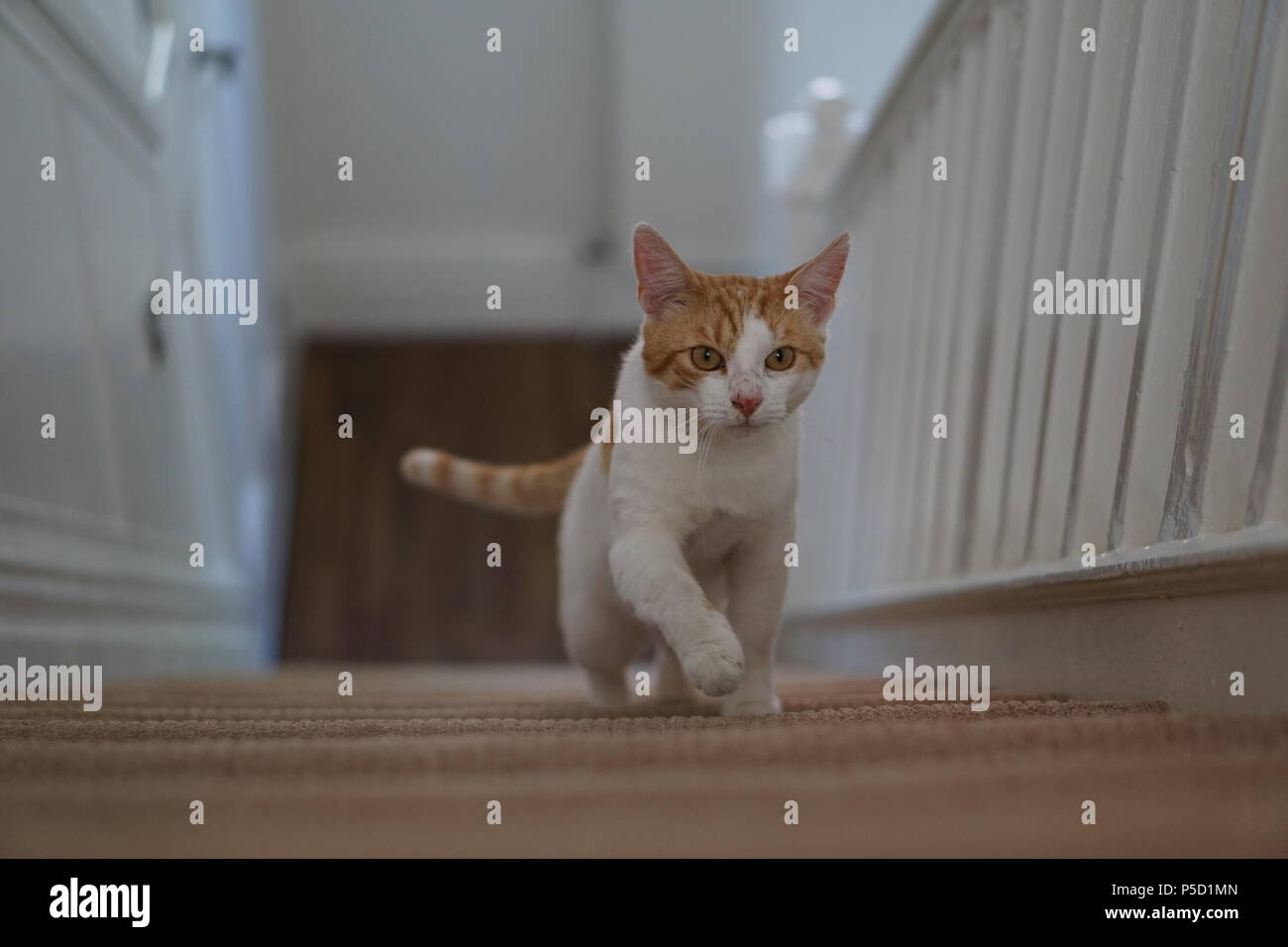 Animal climbing steps hi-res stock photography and images - Alamy