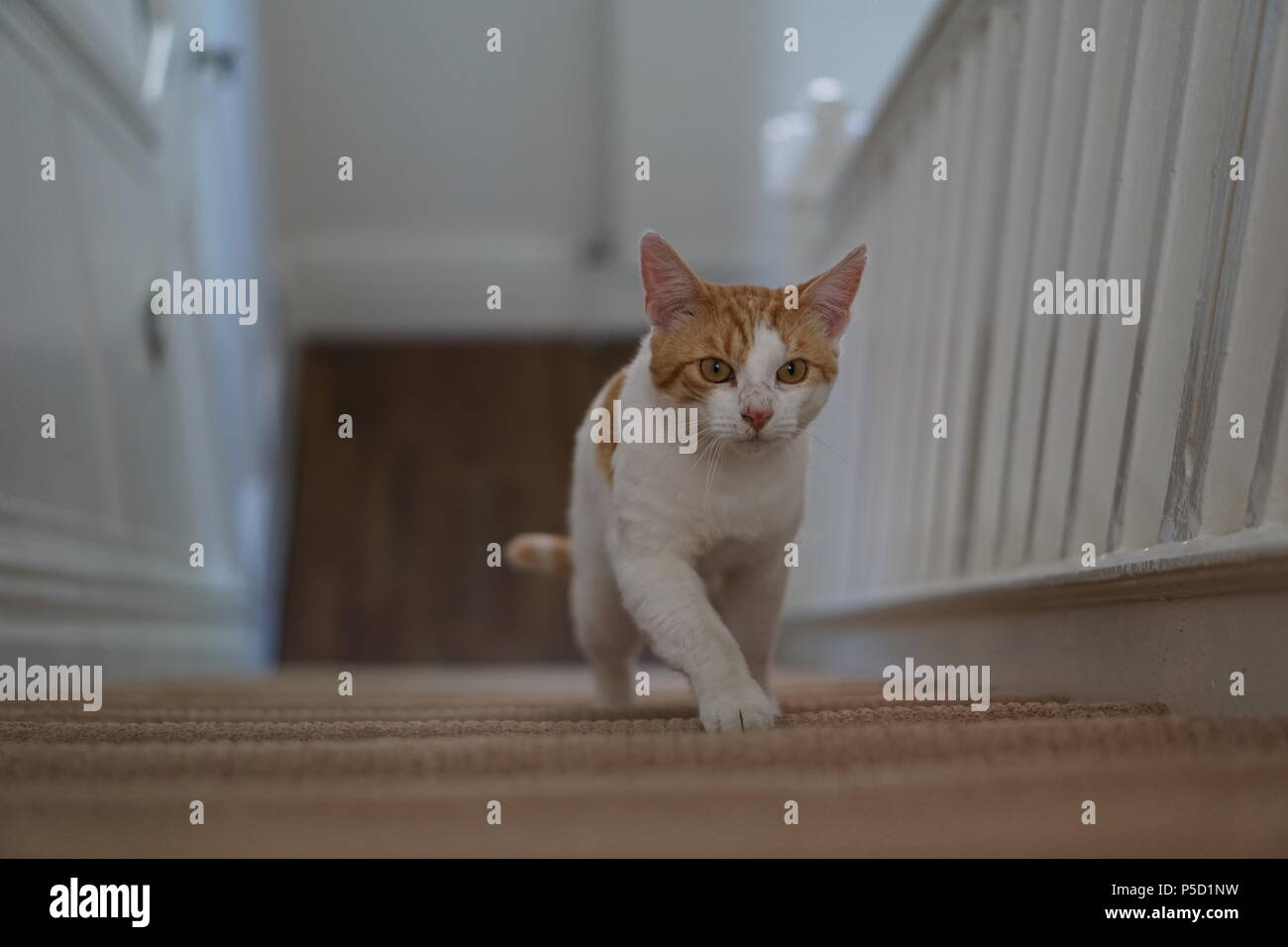 Cat Climbing Stairs High Resolution Stock Photography and Images - Alamy