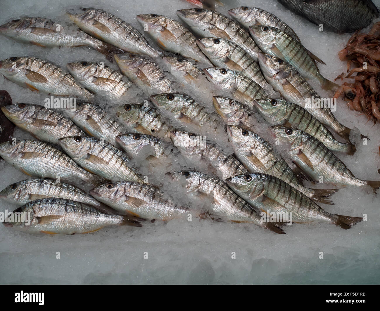 Frozen fishes on the market plate Stock Photo - Alamy