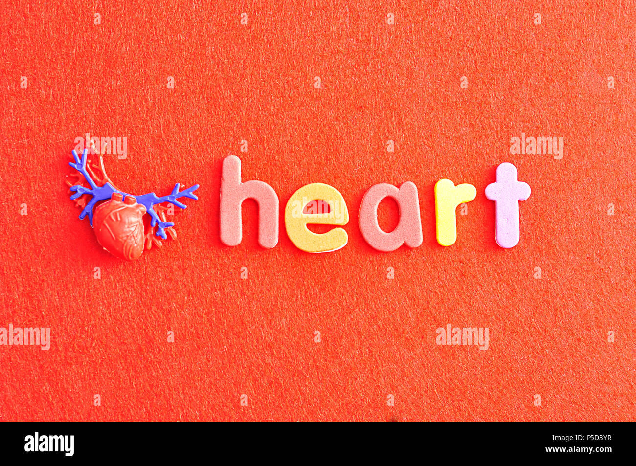 A plastic model of a human heart with the word heart isolated on a red ...