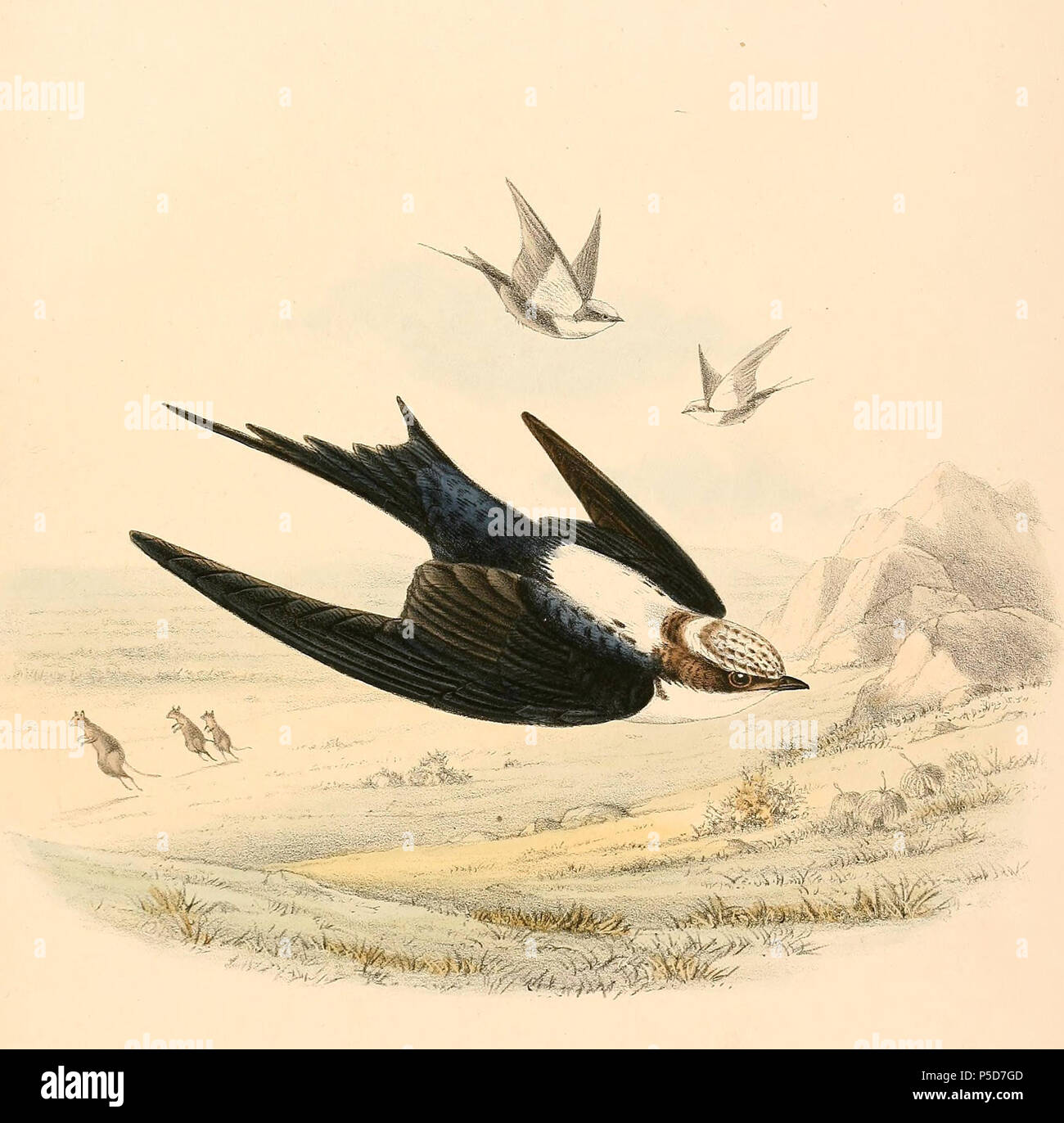 White backed swallow hi-res stock photography and images - Alamy