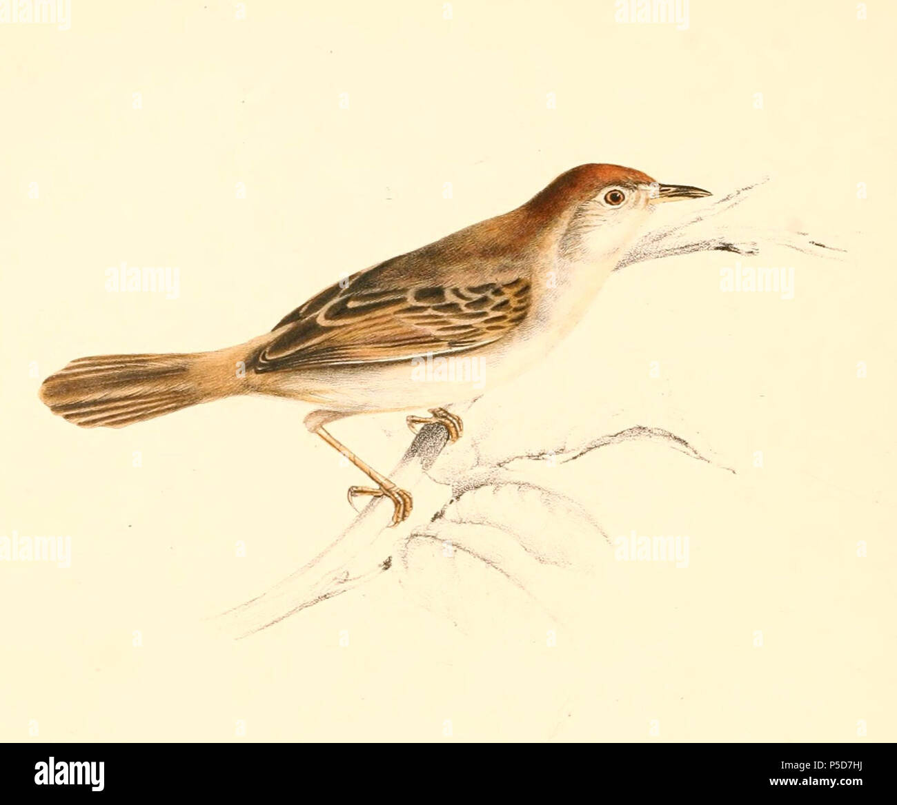 N/A. English: « Drymoica ruficapilla » = Cisticola fulvicapilla ...