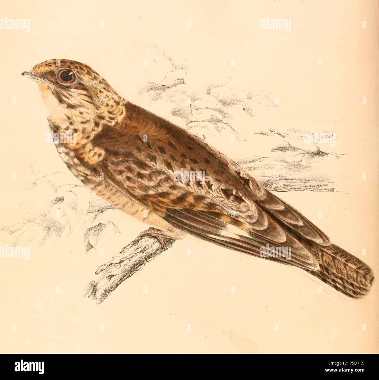 Swamp nightjar hi-res stock photography and images - Alamy