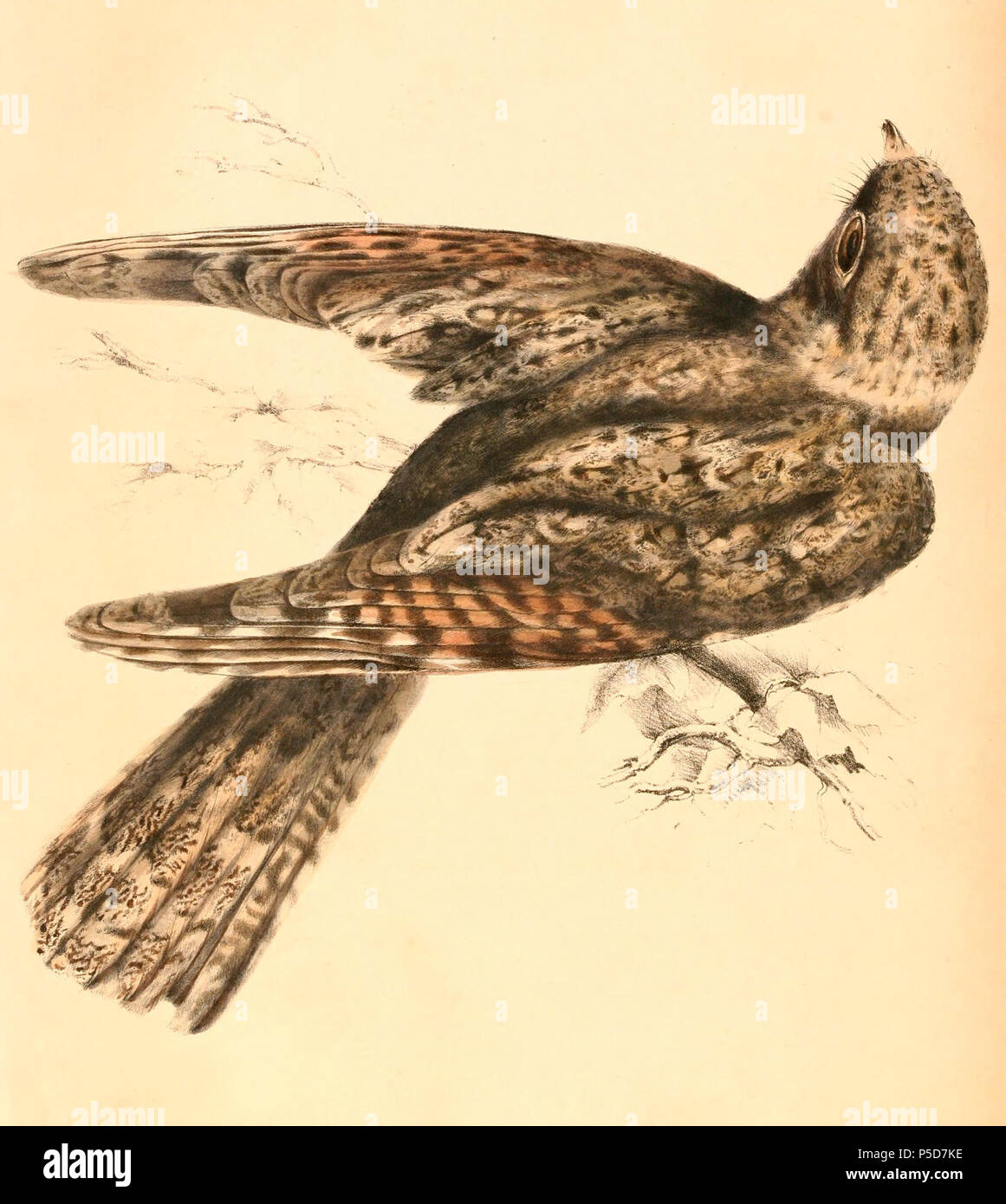 Freckled nightjar hi-res stock photography and images - Alamy