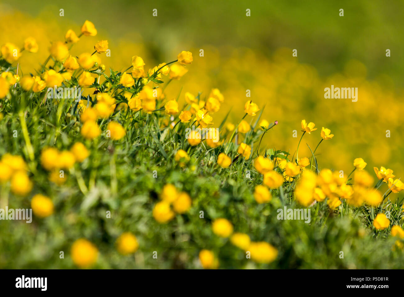Lush field of blooming alpine buttercup flowers (European Alps ...