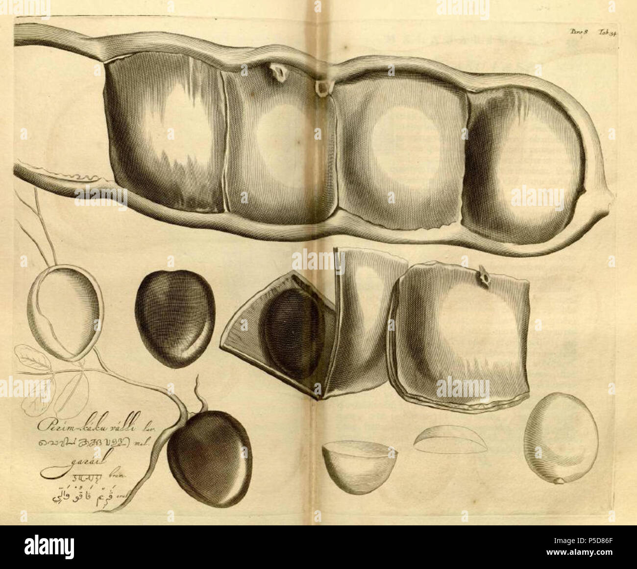 Hendrik van rheede hi-res stock photography and images - Alamy