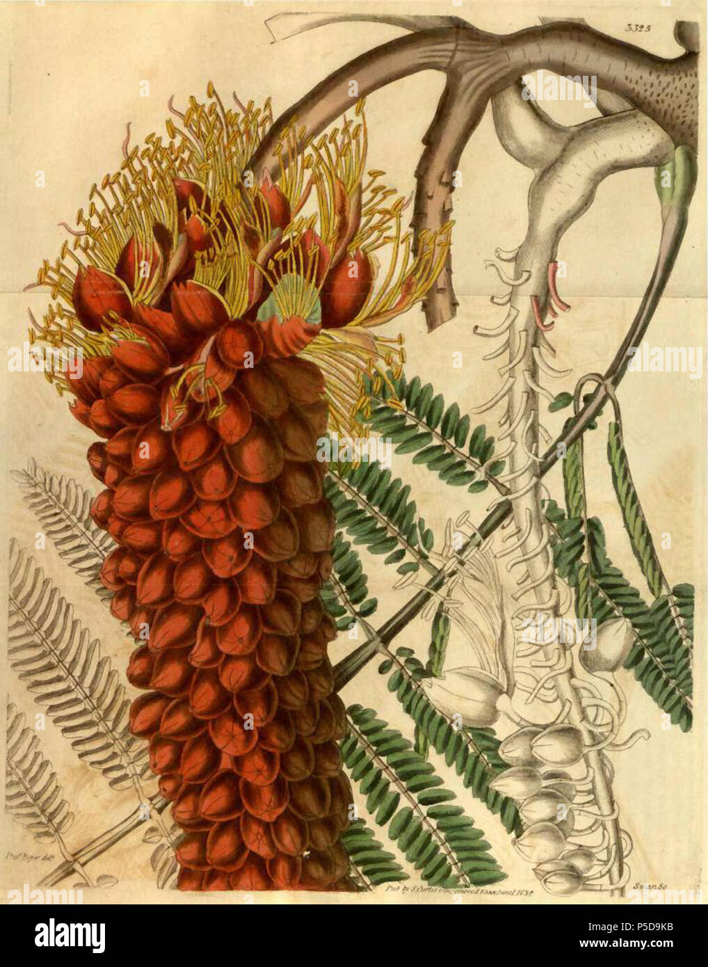 N/A. English: Plate 3325 depicting Colvillea racemosa Bojer . 1834 ...