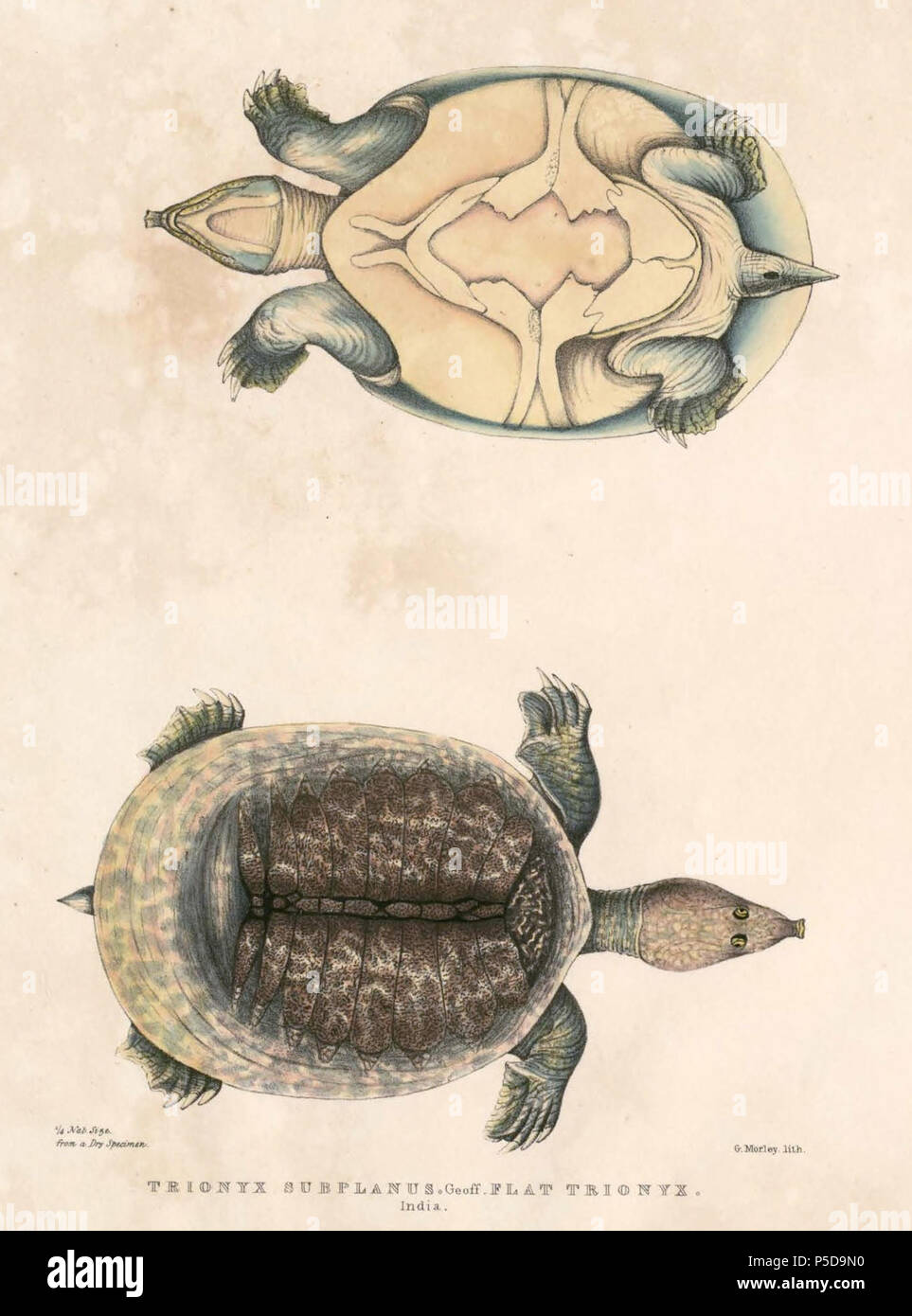 Malayan softshell turtle hi-res stock photography and images - Alamy