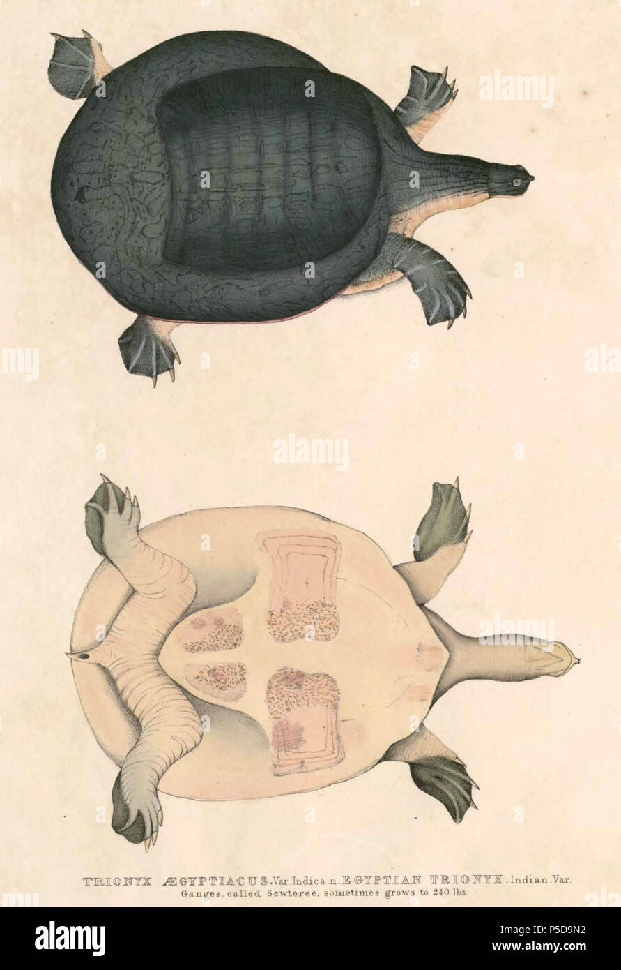 Asian softshell turtle hi-res stock photography and images - Alamy