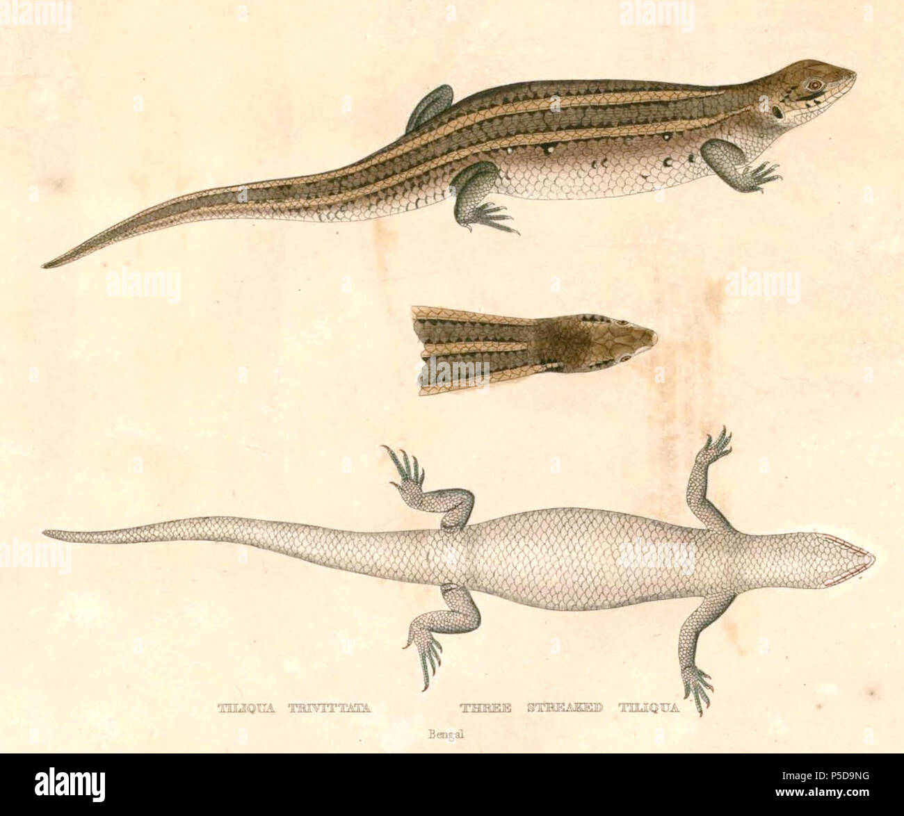 Tiliqua trivittata hi-res stock photography and images - Alamy