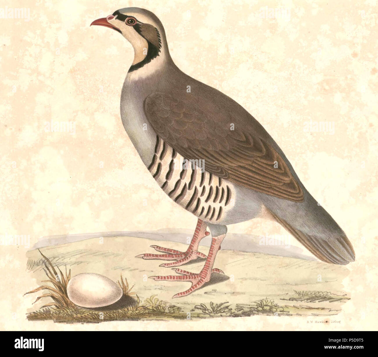 Chukar perdrix alectoris chukar adulte hi-res stock photography and ...