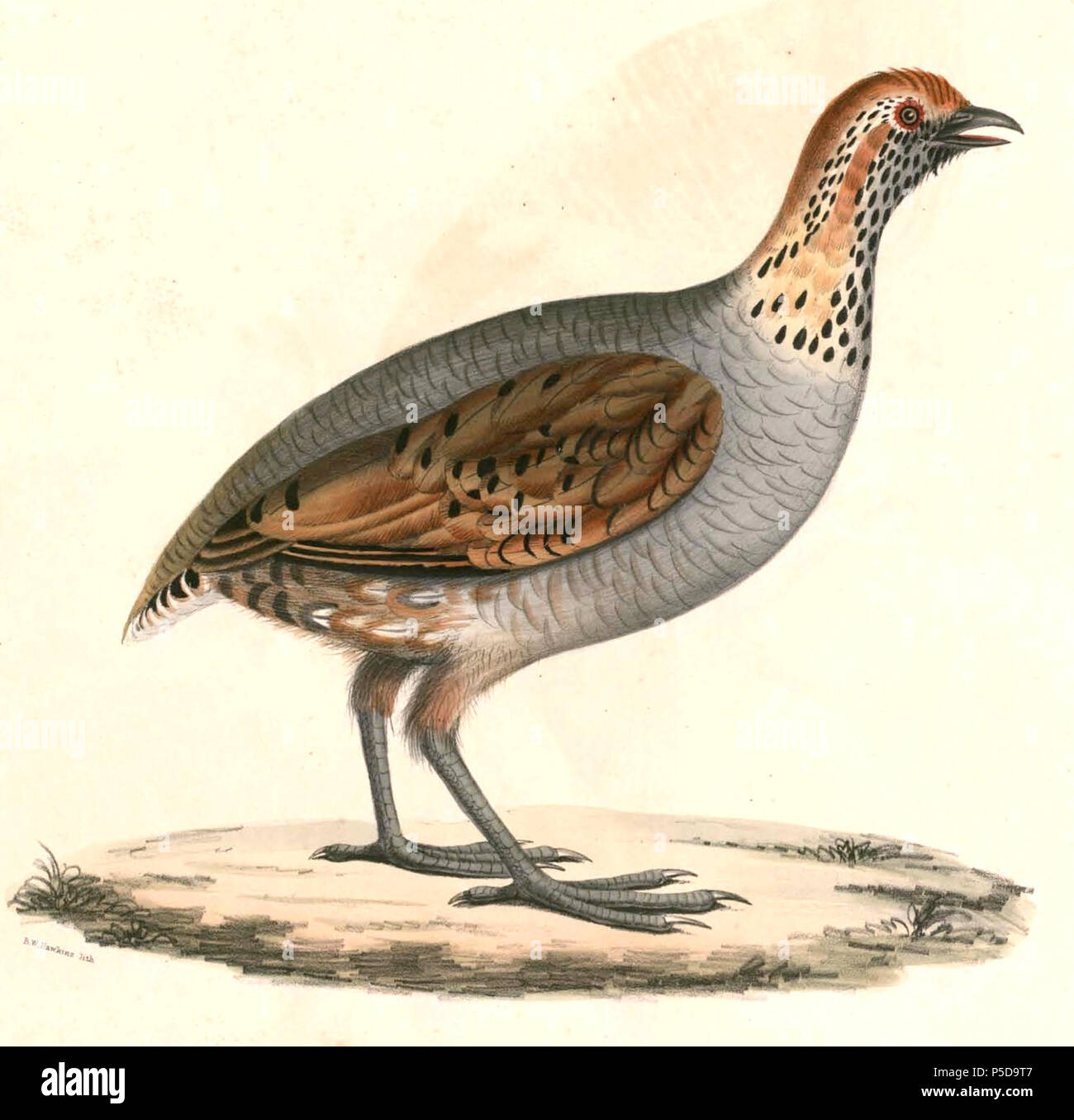 Thomas collier hi-res stock photography and images - Alamy