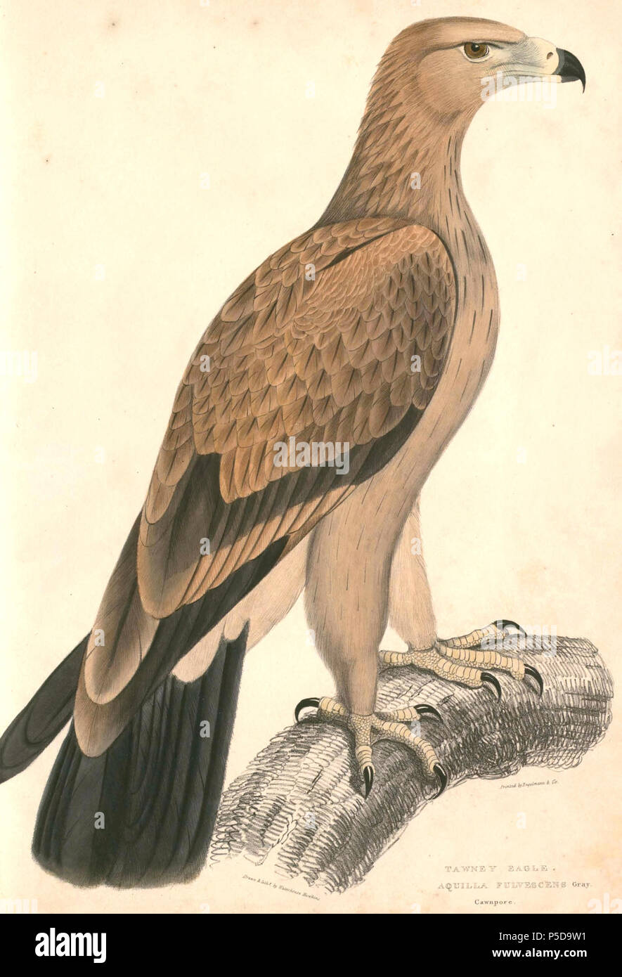 Aquila clanga fulvescens hi-res stock photography and images - Alamy