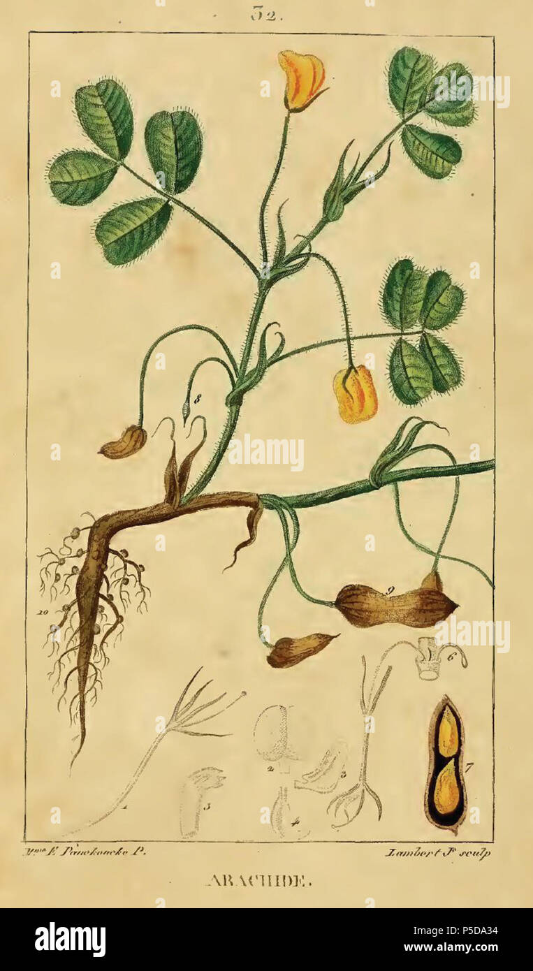 Arachis hypogea hi-res stock photography and images - Alamy