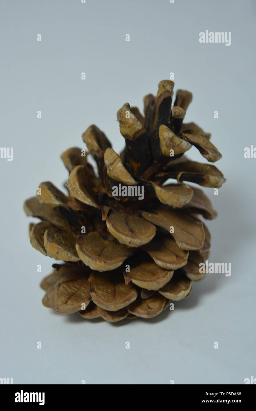 A large brown bump is located on a white background Stock Photo - Alamy