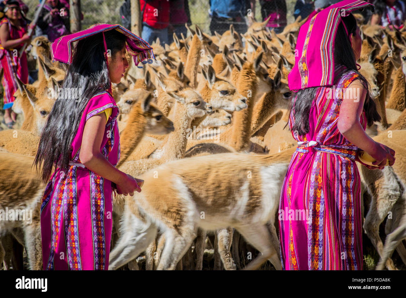 Fiesta tradicional del chacu en Pampas Galeras La vicuña es una especie ...