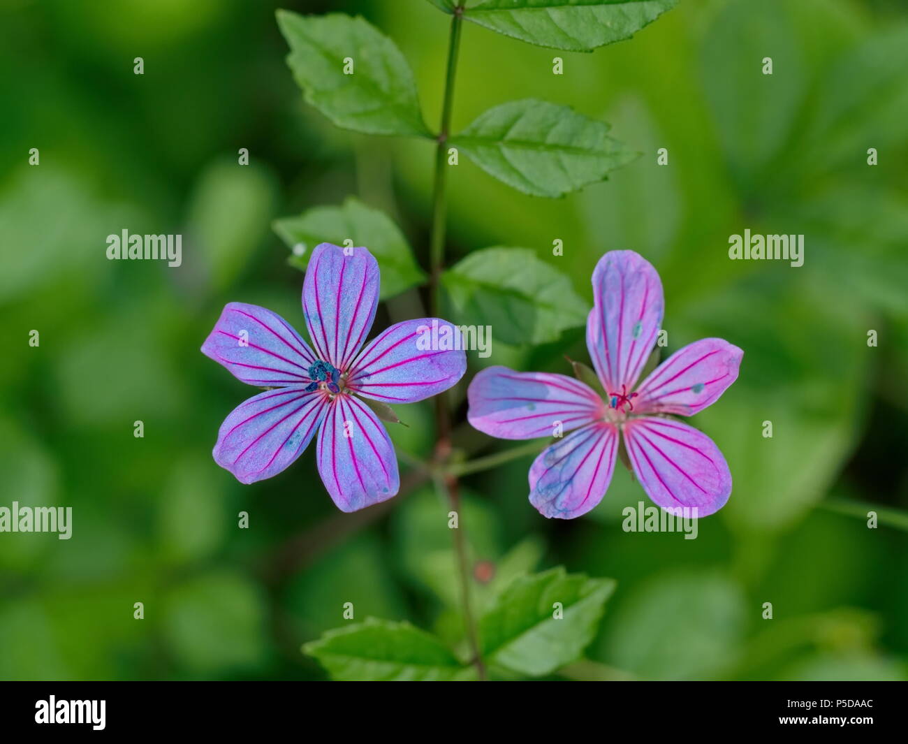Blue and red twins flowers front of natural green blurry background ...