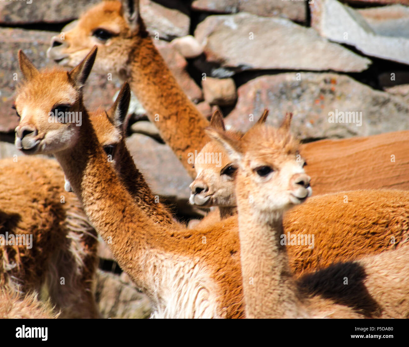 Fiesta tradicional del chacu en Pampas Galeras La vicuña es una especie ...
