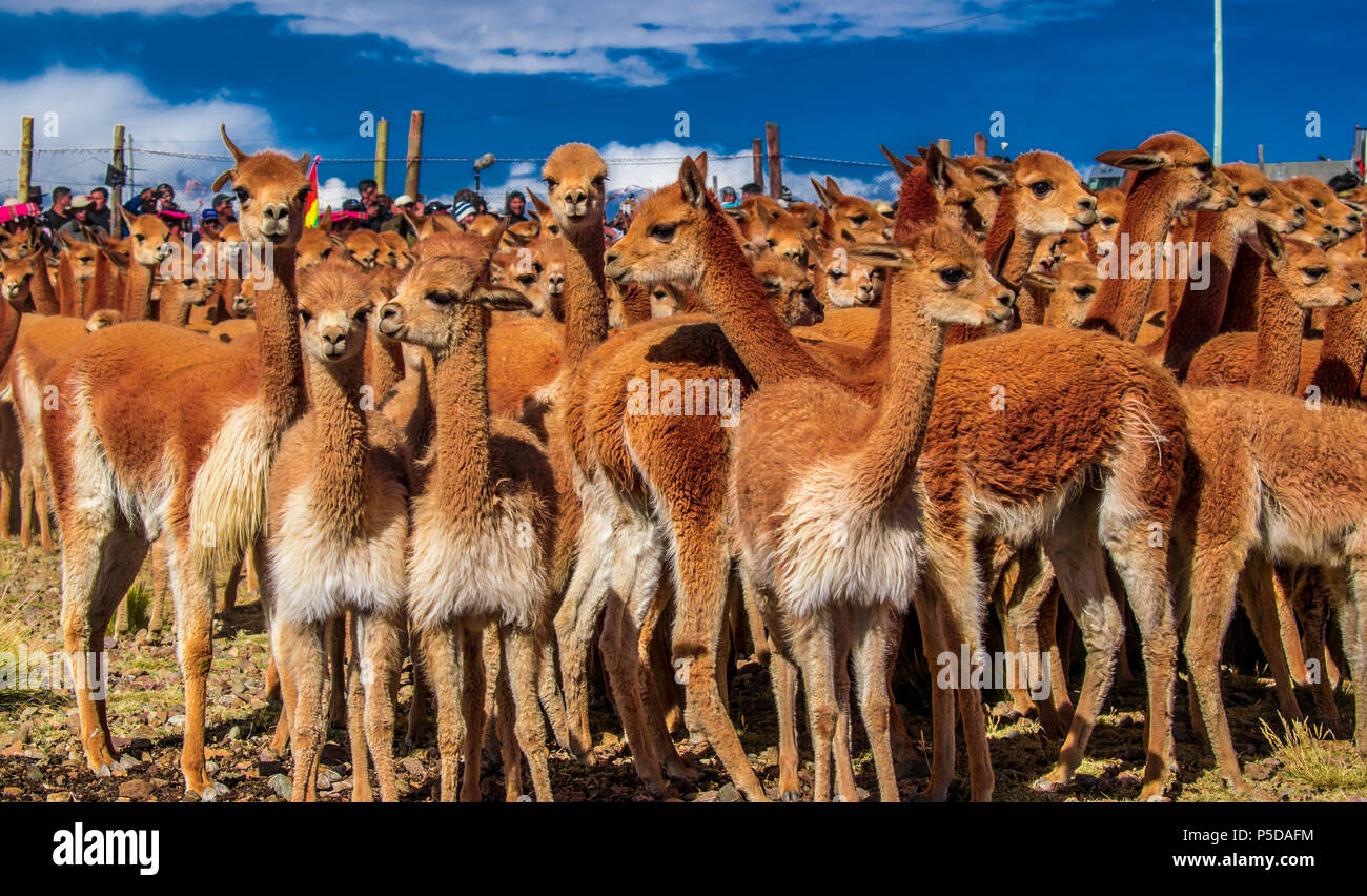 Fiesta tradicional del chacu en Pampas Galeras La vicuña es una especie ...