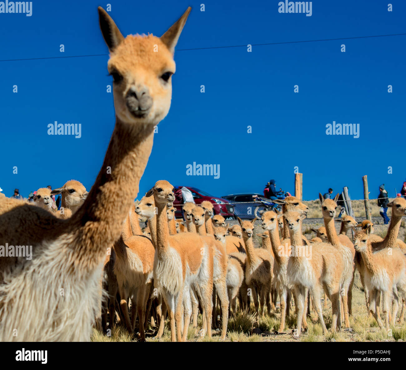 Fiesta tradicional del chacu en Pampas Galeras La vicuña es una especie ...