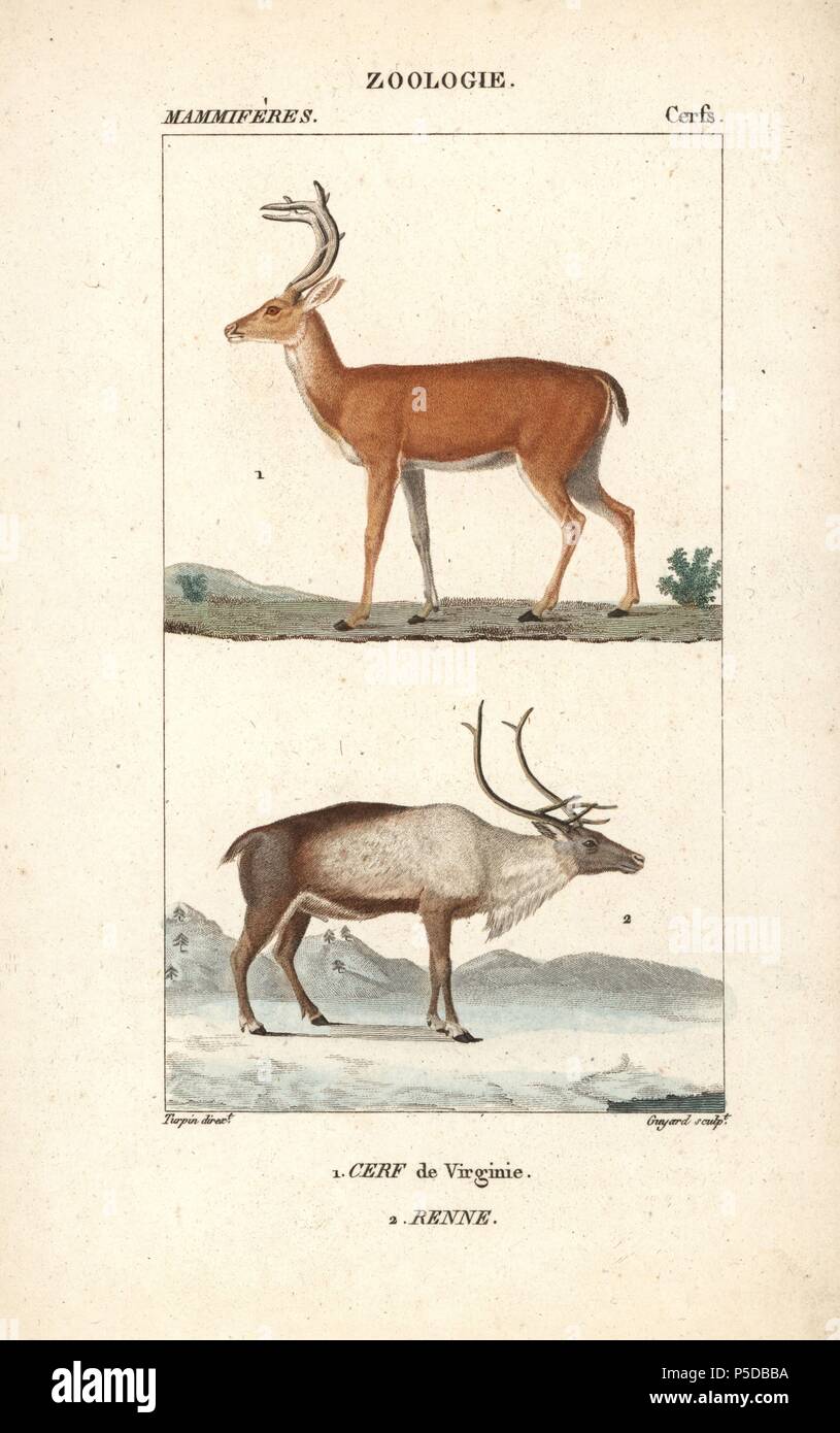 White-tailed or Virginia deer, Odocoileus virginianus, and reindeer ...