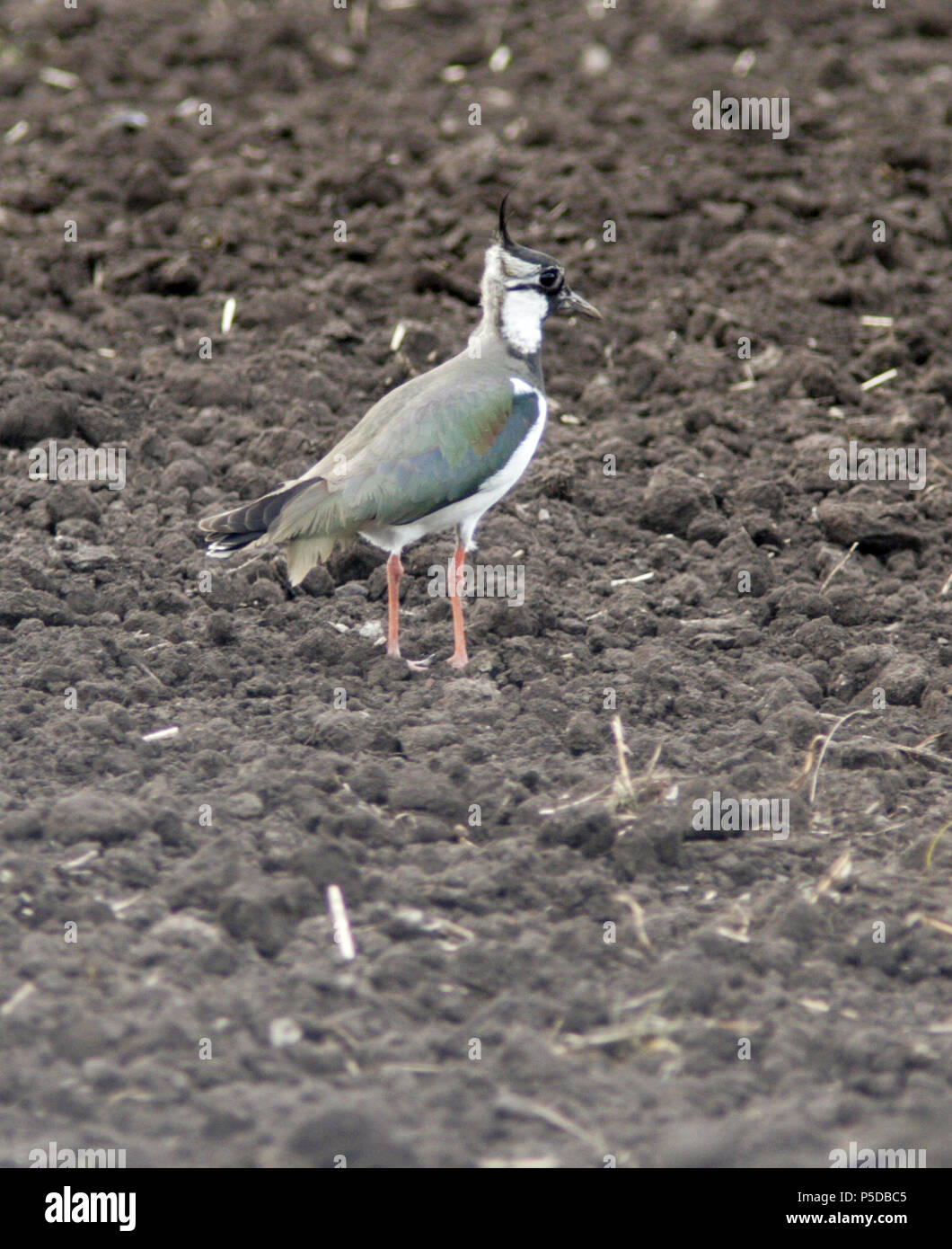 Vanellus hi-res stock photography and images - Alamy