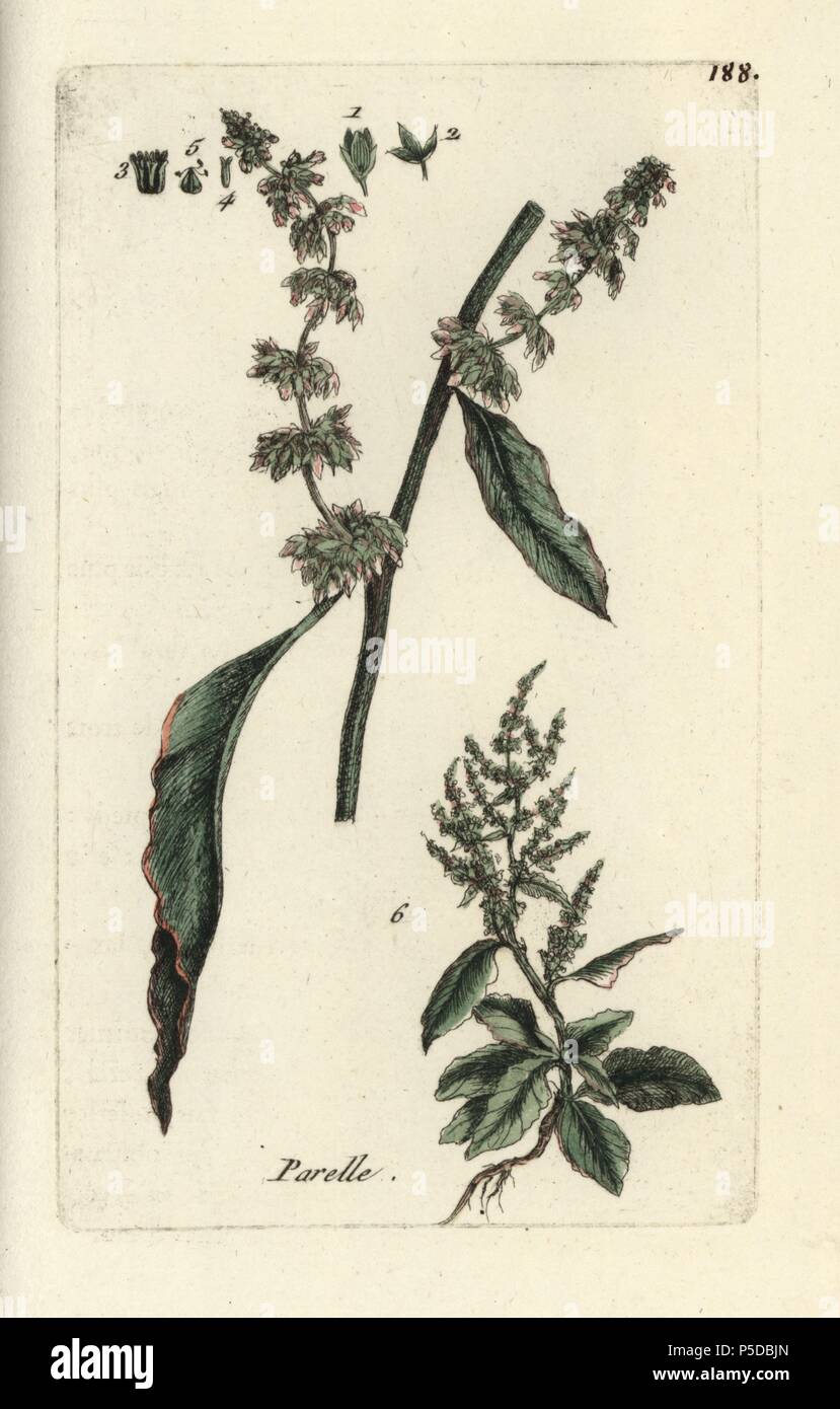 Curled dock, Rumex crispus. Handcoloured botanical drawn and engraved ...