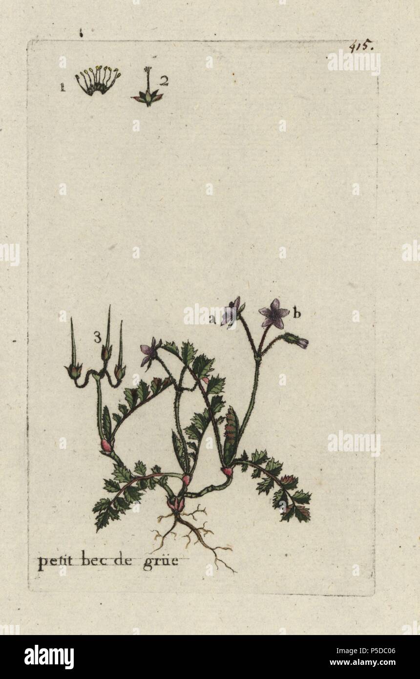 Red-stem filaree or alfilaria, Erodium cicutarium. Handcoloured ...