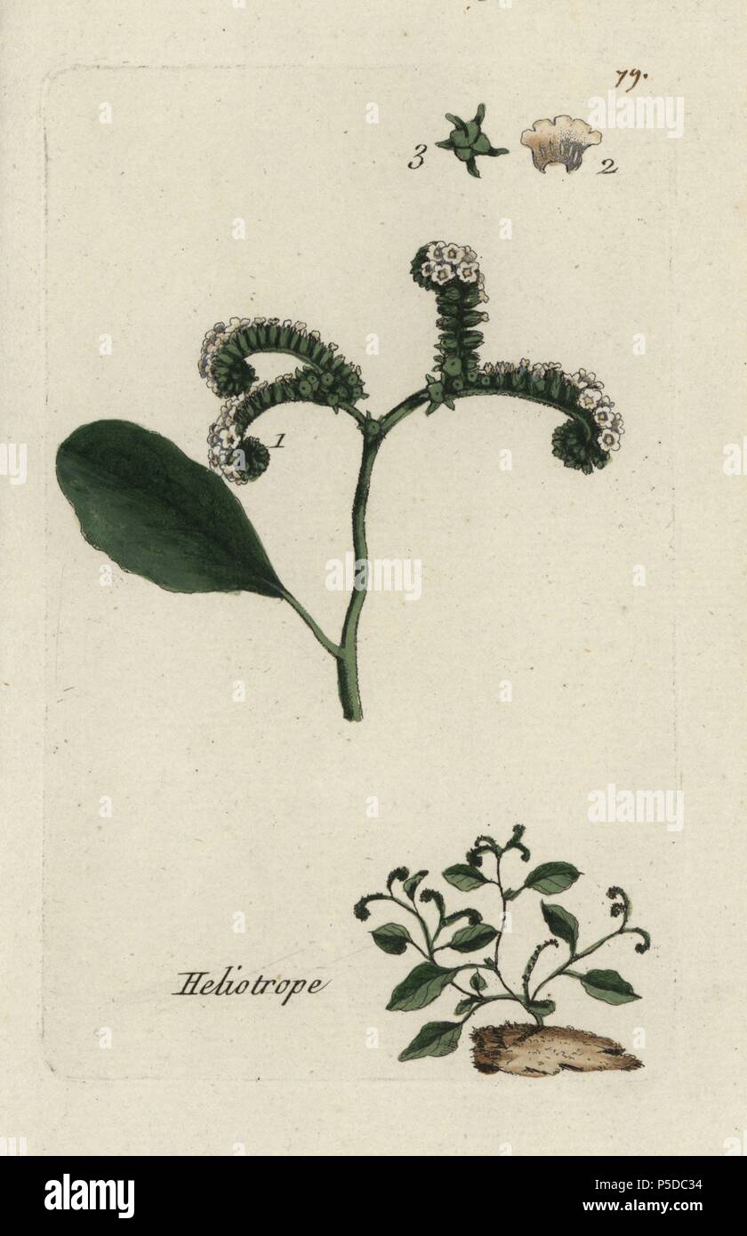 European heliotrope, Heliotropium europaeum. Handcoloured botanical ...