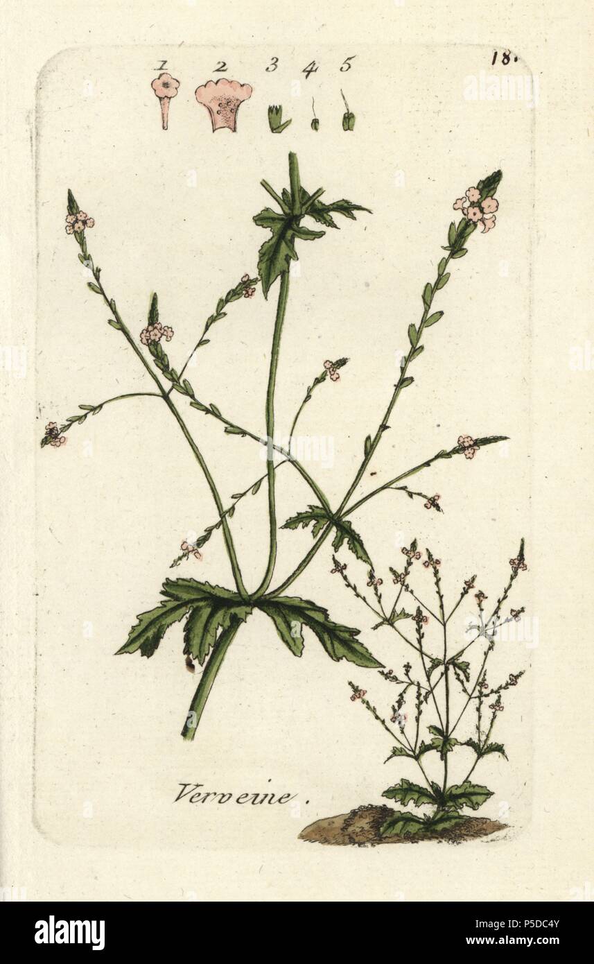 Vervain, Verbena officinalis. Handcoloured botanical drawn and engraved ...