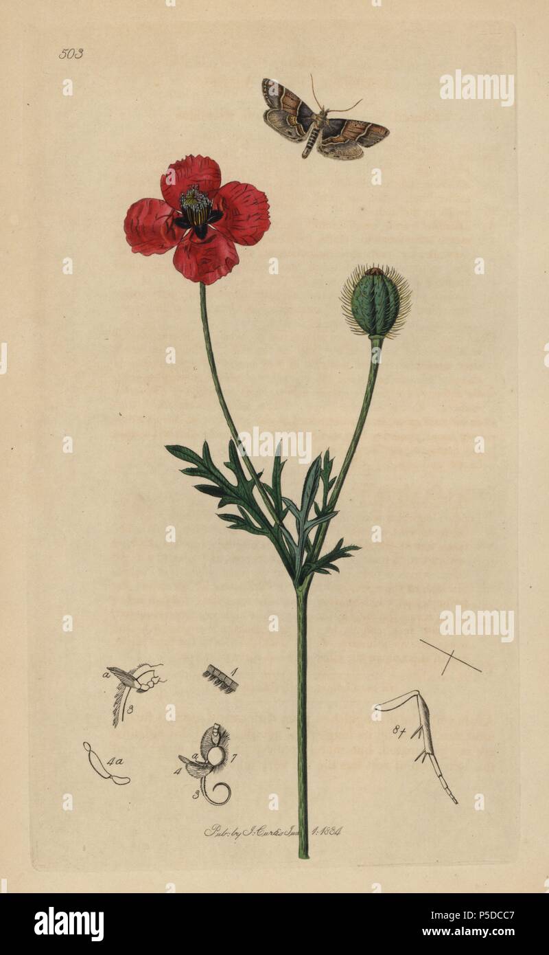 Pyralis pictalis hi-res stock photography and images - Alamy