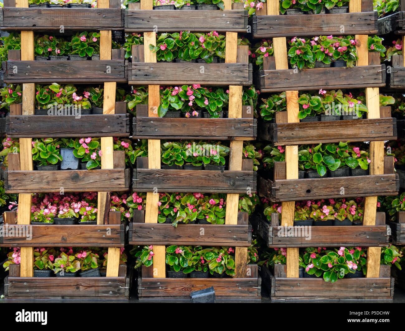 Plants and flowers: stack of wet wooden crates with flowers Stock Photo ...