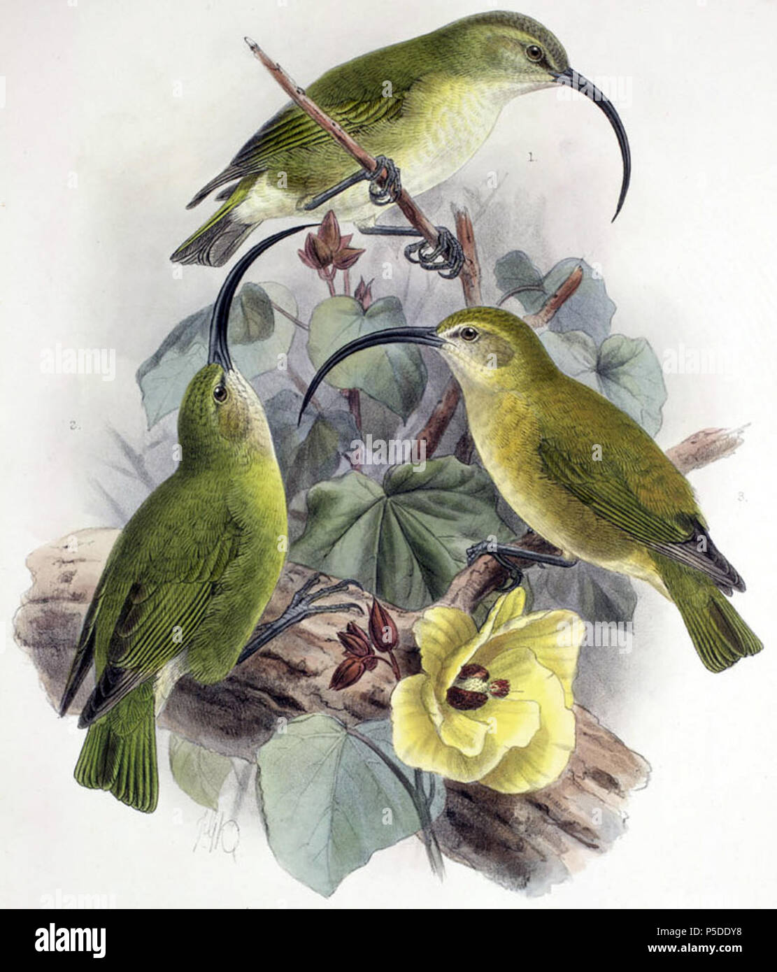 1900 rotterdam hi-res stock photography and images - Alamy