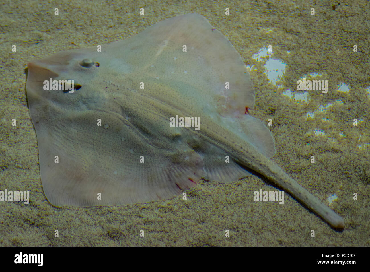ray fish in aquarium Stock Photo - Alamy