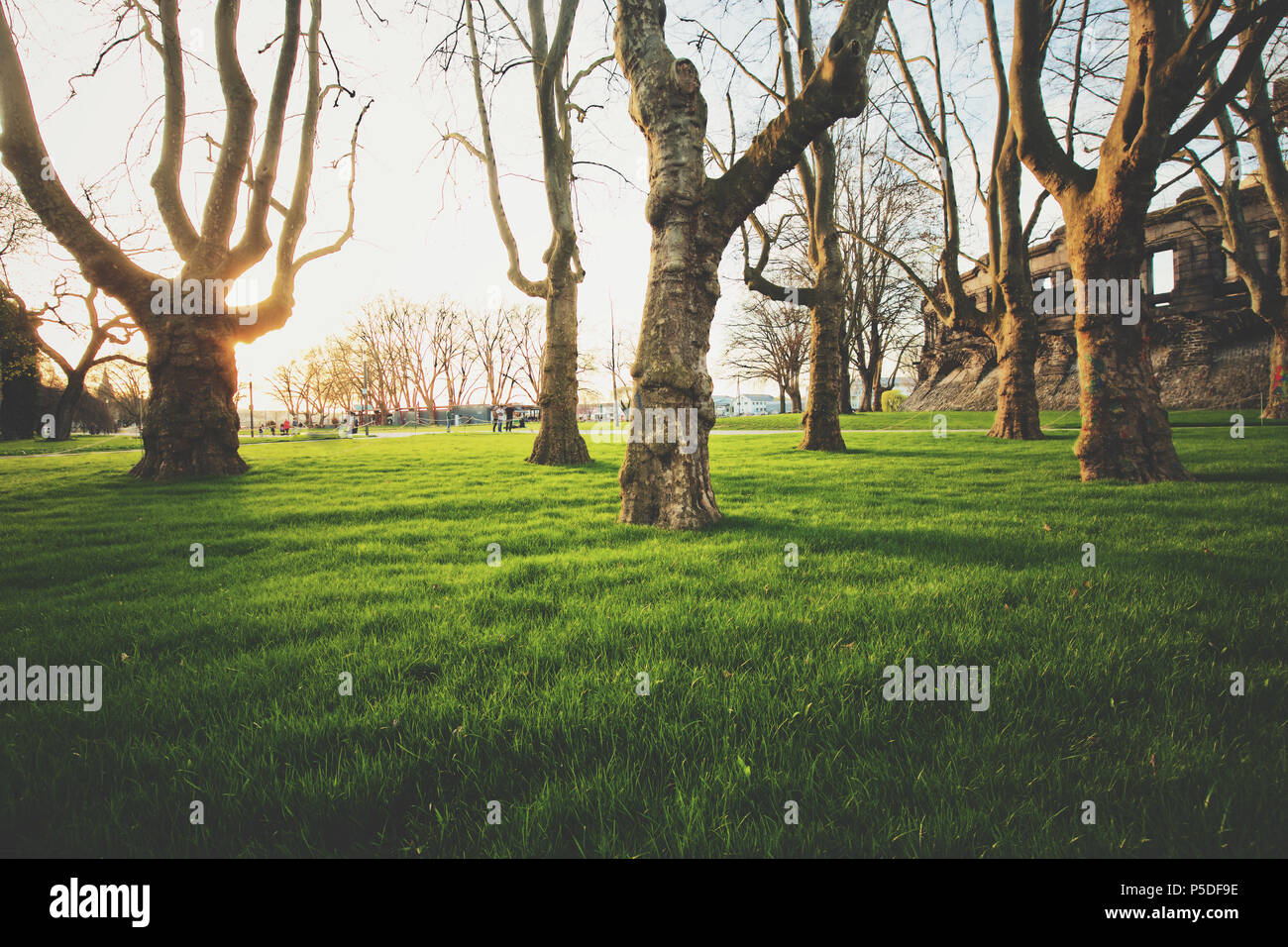 Grass low angle view hi-res stock photography and images - Alamy