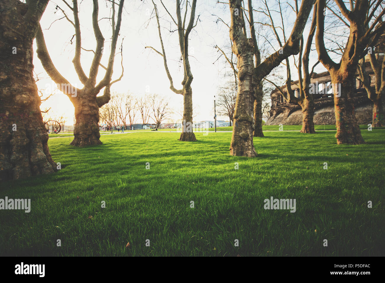 Grass low angle view hi-res stock photography and images - Alamy