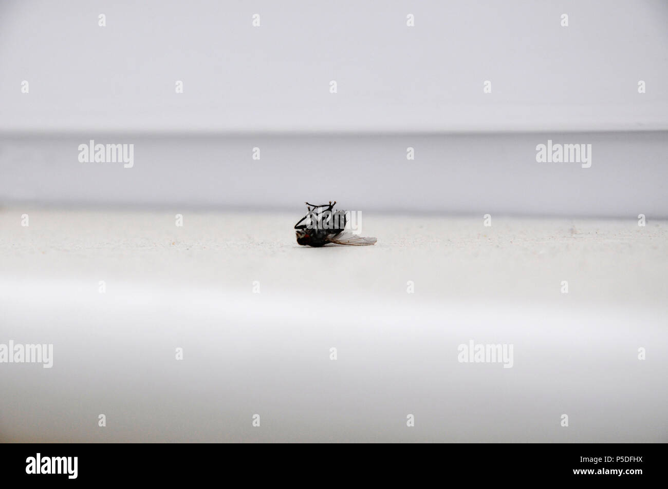 Crane fly larvae hi-res stock photography and images - Alamy