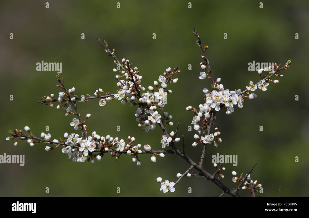 Sloe prunus spinosa hi-res stock photography and images - Alamy