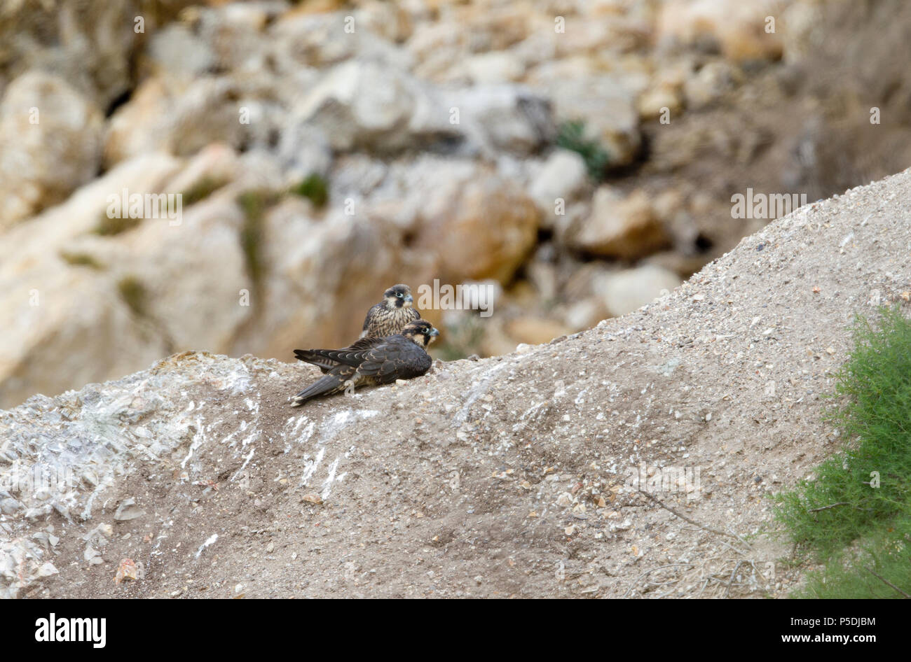 Juvenile falcons hi-res stock photography and images - Alamy