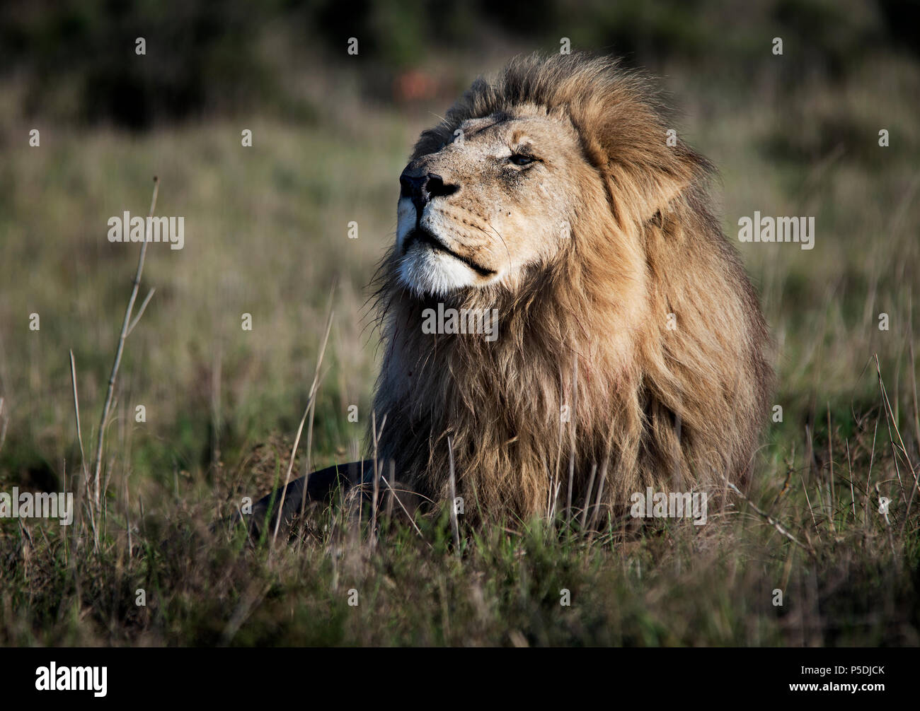 male lion posing beautifully Stock Photo - Alamy