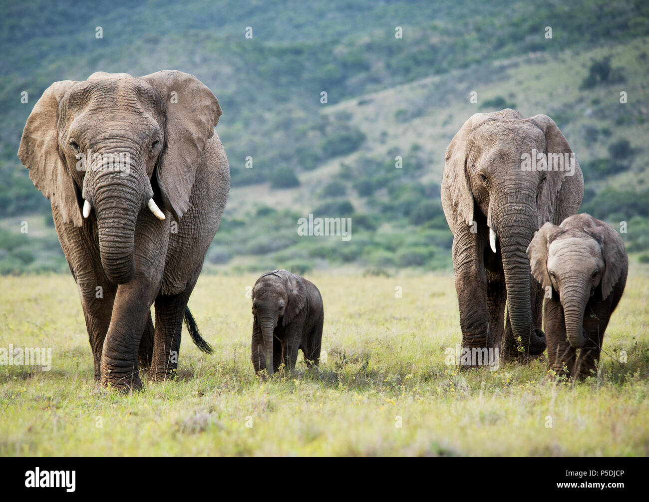 African elephant matriarch taking a family stroll Stock Photo - Alamy