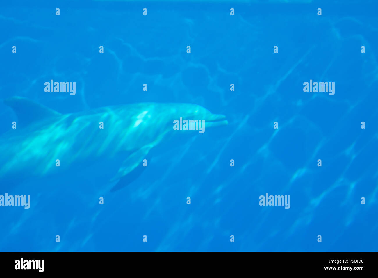 dolphin in the deep Stock Photo - Alamy