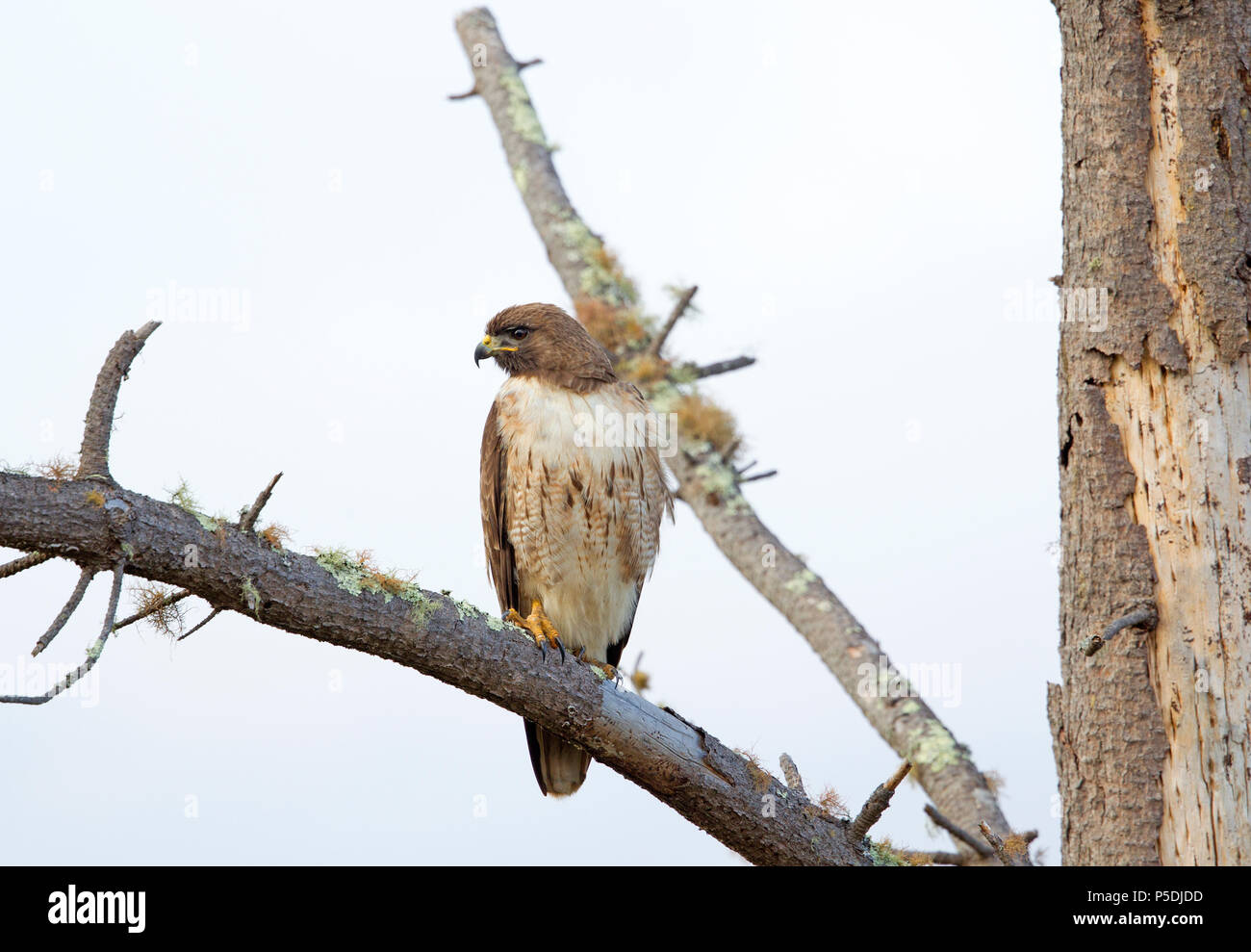Red tailed Hawk Perched in a Dead Tree Stock Photo - Alamy