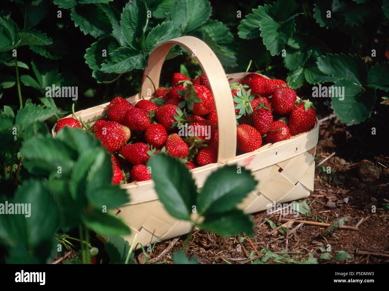 Fresh-picked strawberries, Maine. Photograph Stock Photo - Alamy