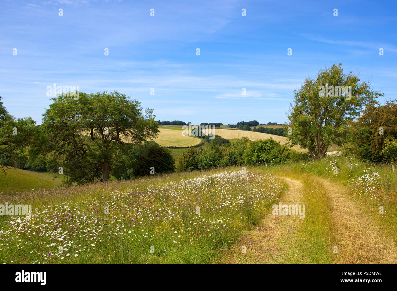 beautiful English farming countryside with wildflowers trees and ...