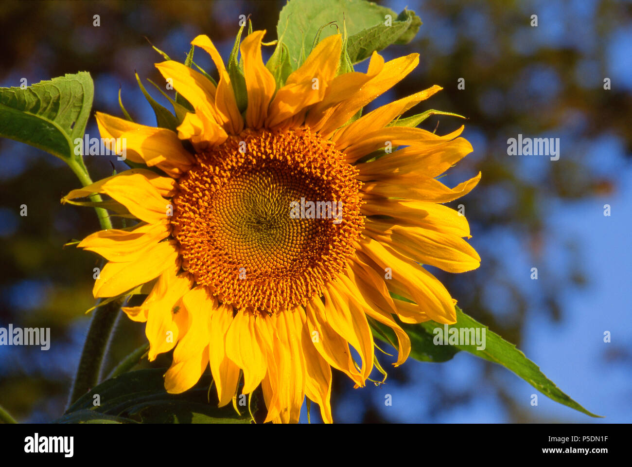 Vintage sunflower hi-res stock photography and images - Alamy