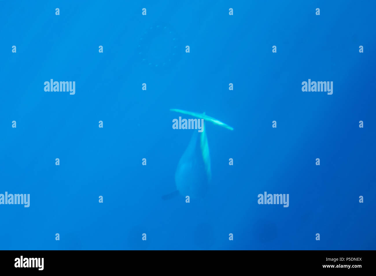 dolphin in the deep Stock Photo - Alamy