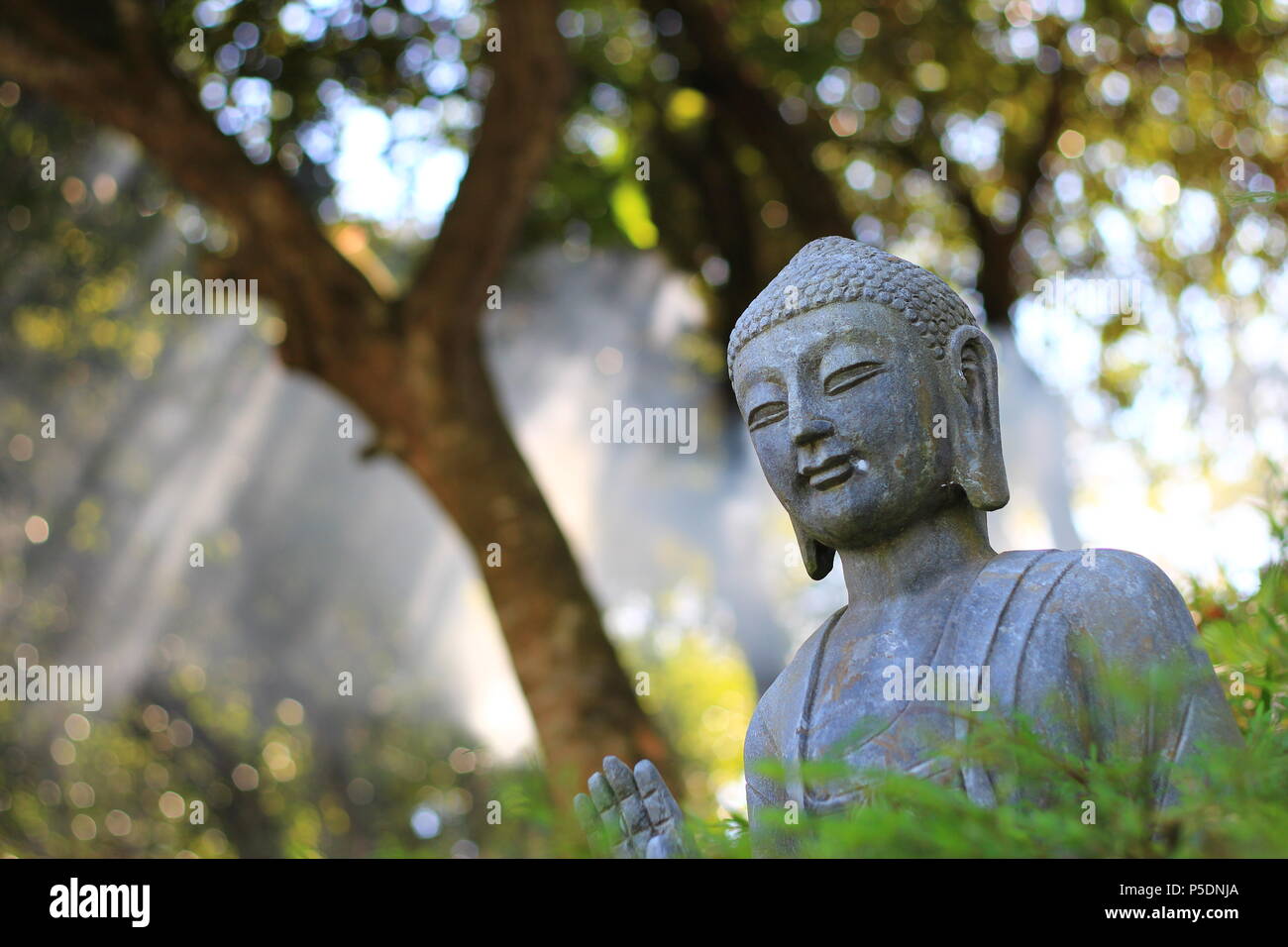 Buddha under tree hi-res stock photography and images - Alamy